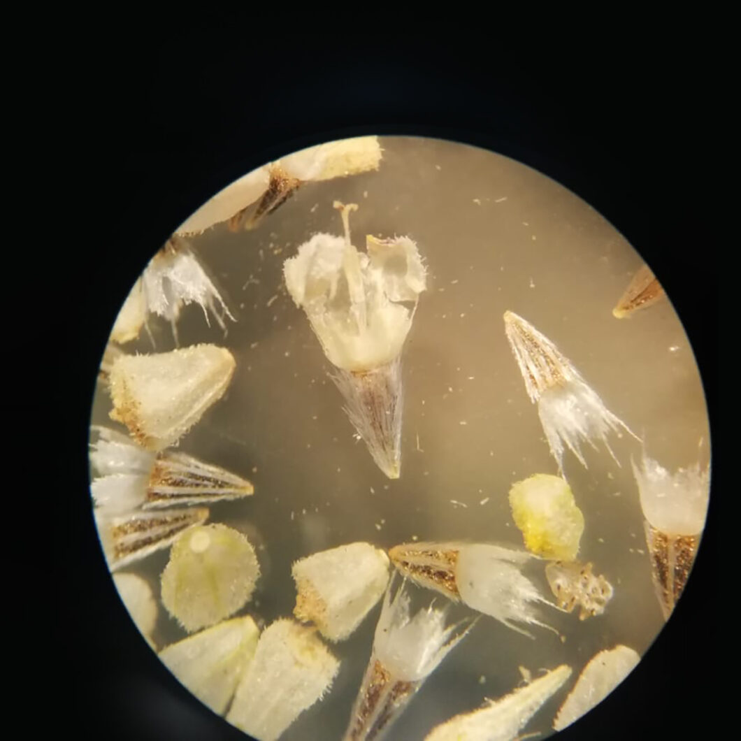 Jardín Biodiverso. Evocaciones al Paisaje Vegetal de Chile Central ...