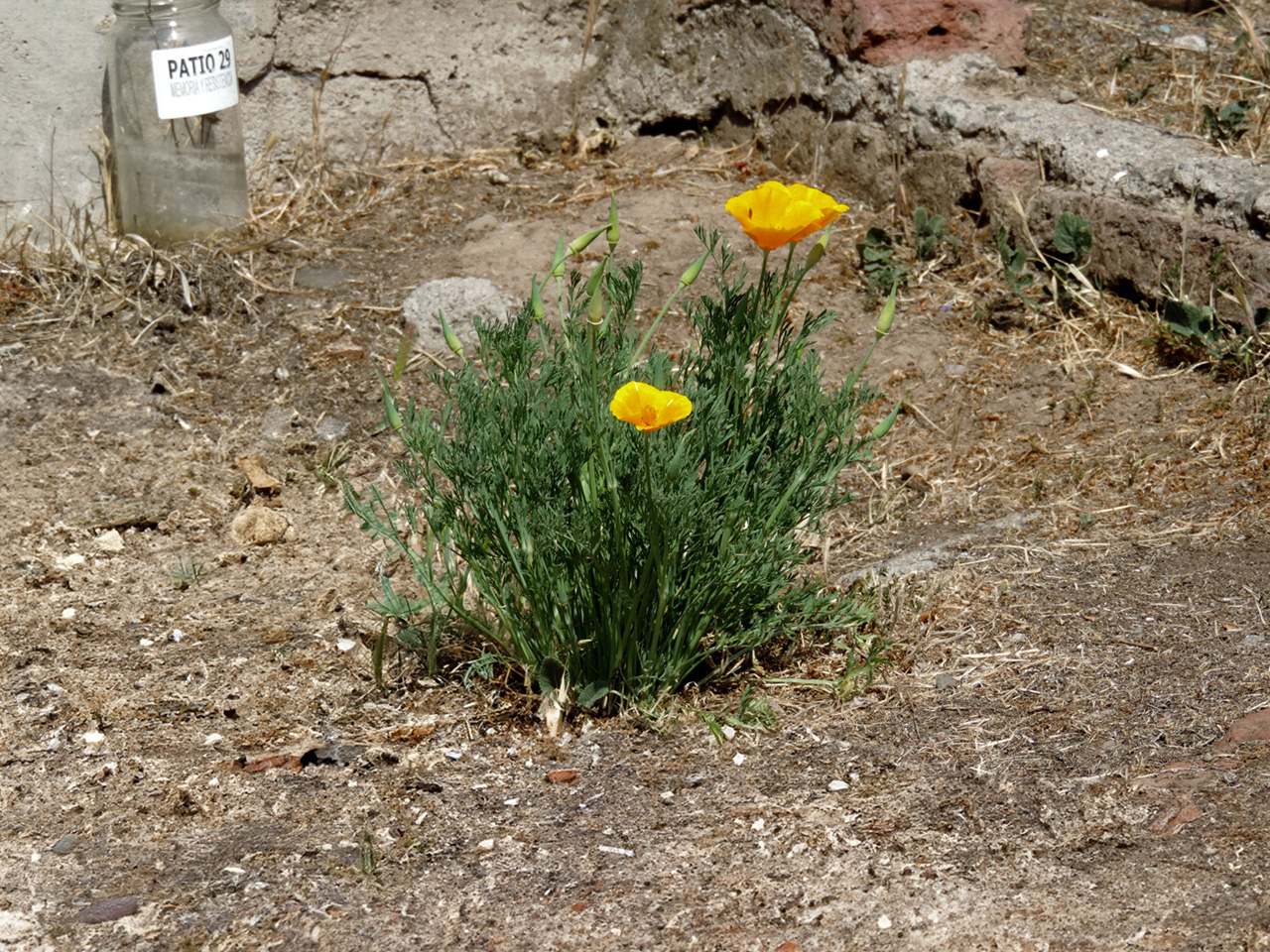 Plantas Ruderales. Patio 29 del Cementerio General de Santiago ...